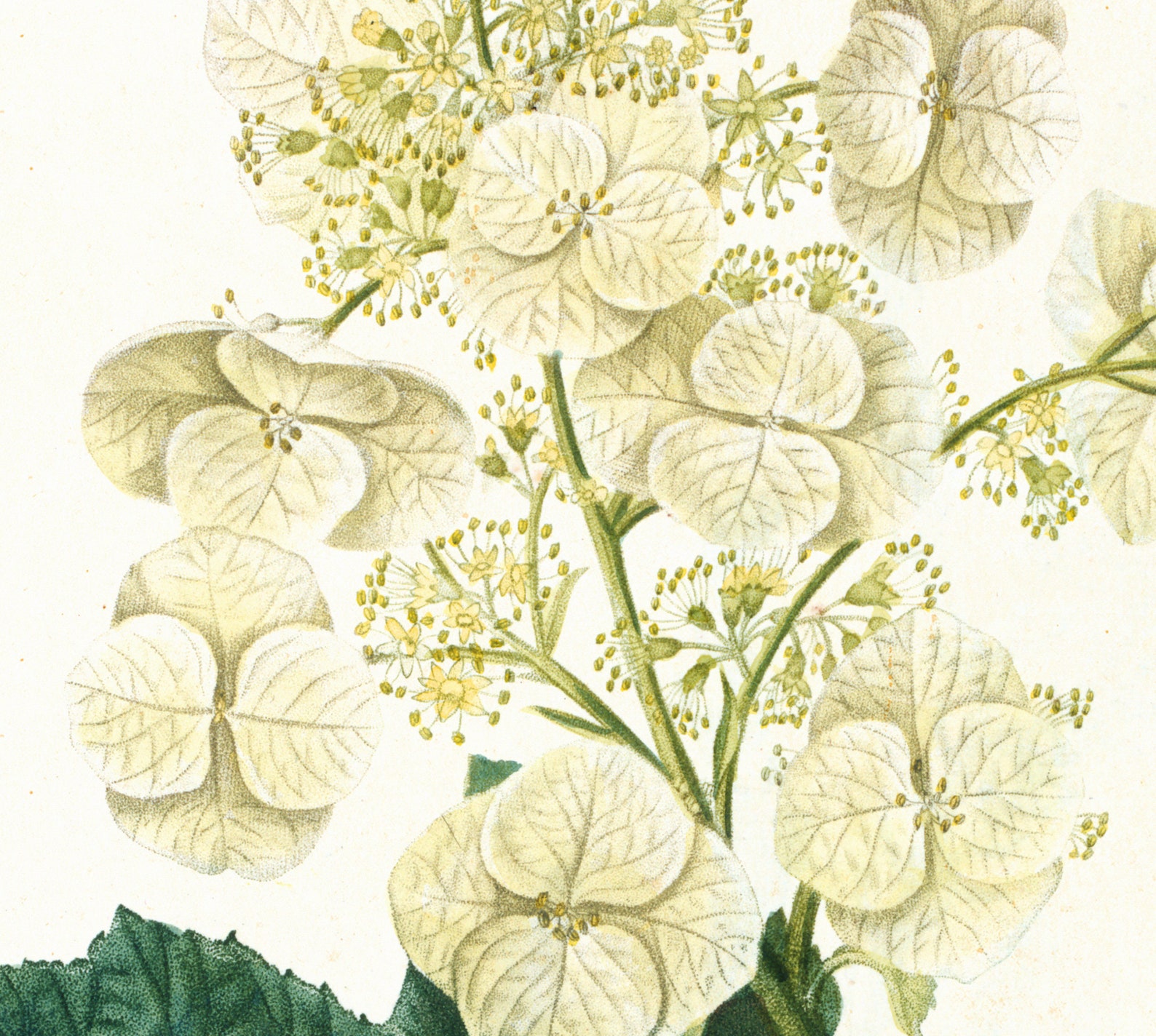 Hydrangea Printable Wall Art Hydrangea Flower Botanical - Etsy