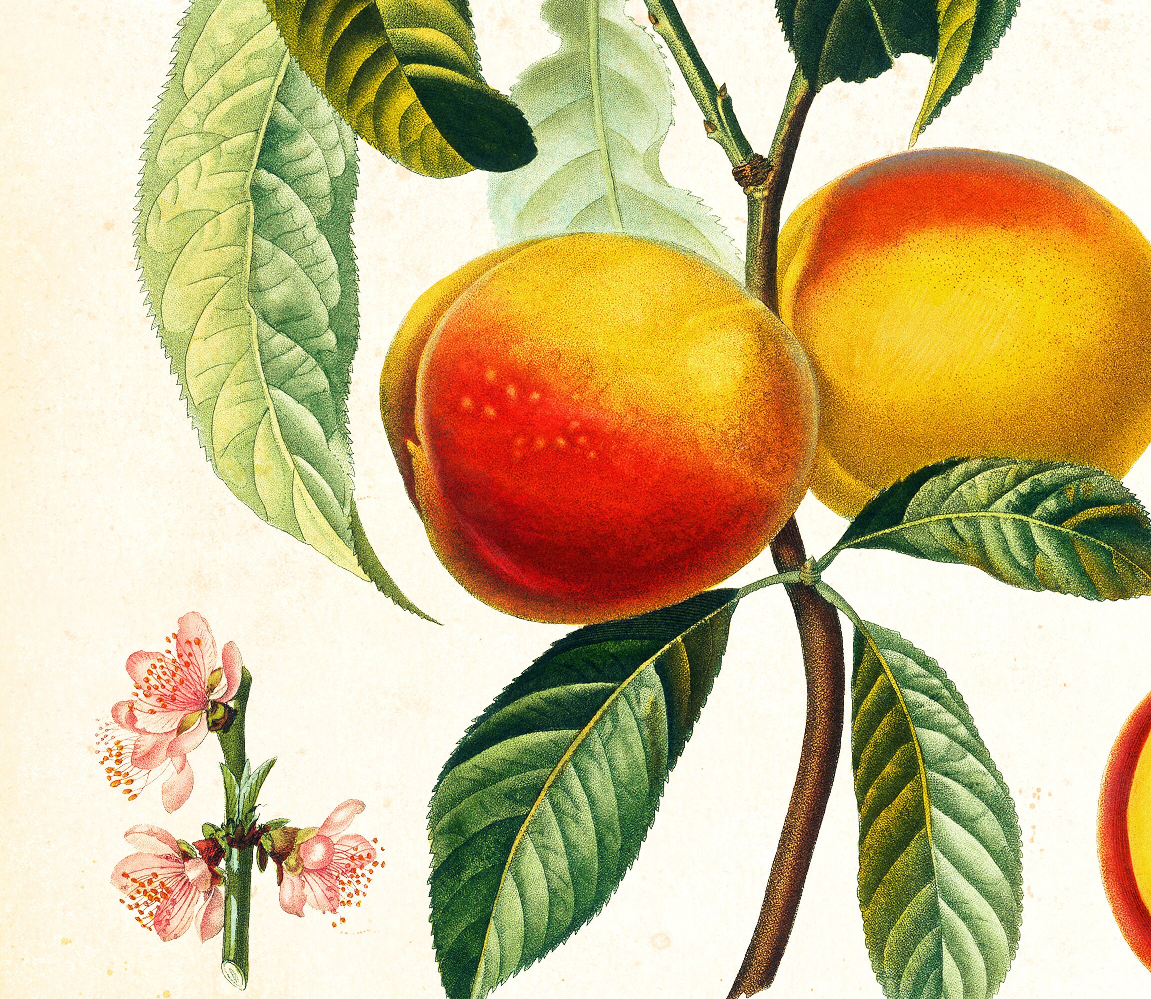 Peach Giclee Art Print Vintage Botanical Peach Tree Branch | Etsy