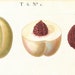 Peach Fruits Giclée Art Print, Vintage Botanical Peach Chart ...