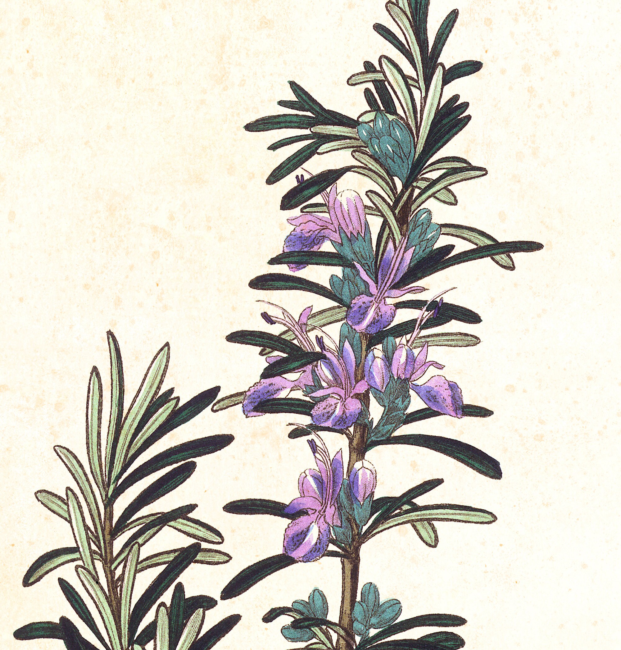 Rosmarin druckbare Wandkunst, Vintage botanische Rosmarin Illustration ...