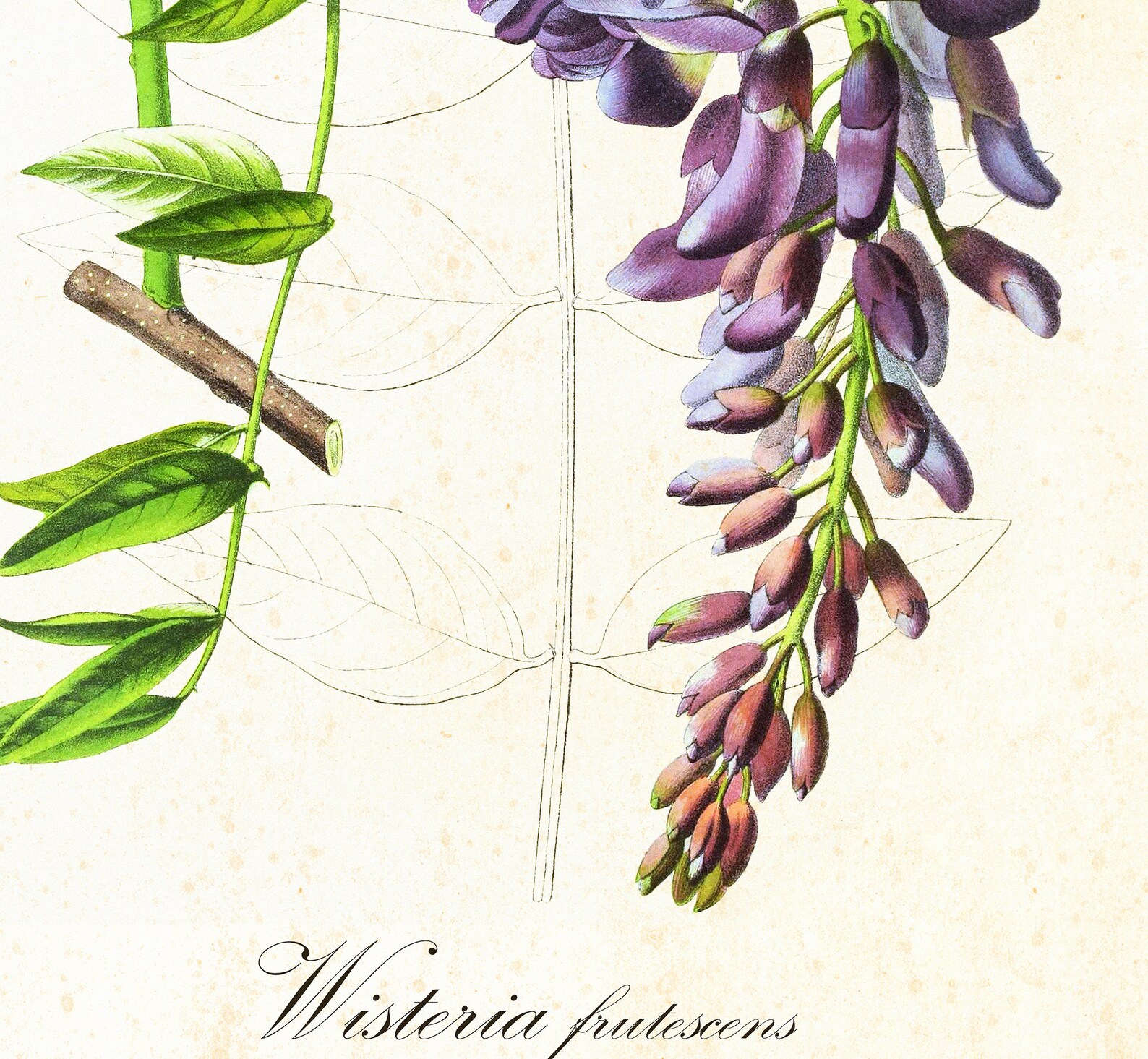 Wisteria Giclee Art Print, Vintage Botanical American Wisteria Painting ...