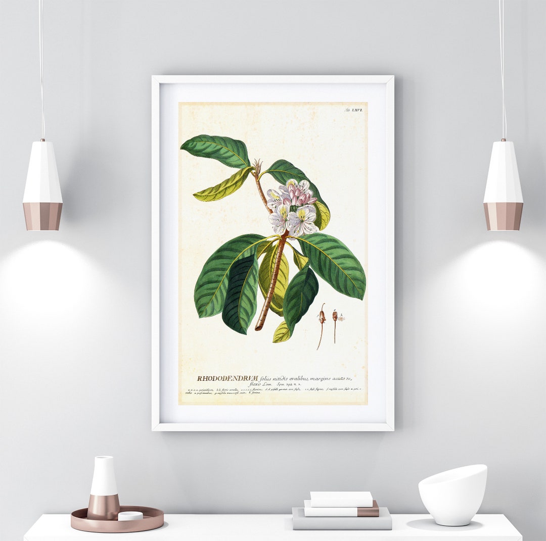Rhododendron Vintage Botanical Illustration, Azalea Printable Wall Art ...