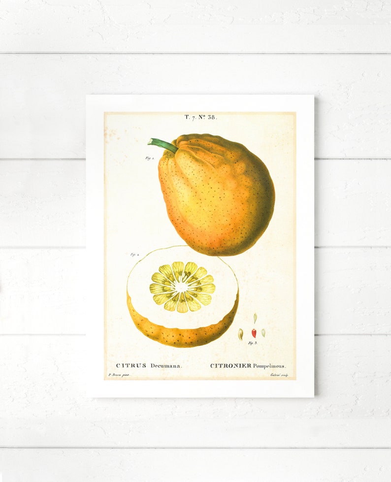 Citrus Pomelo Printable Wall Art, Vintage Botanical Citrus Fruit Poster ...