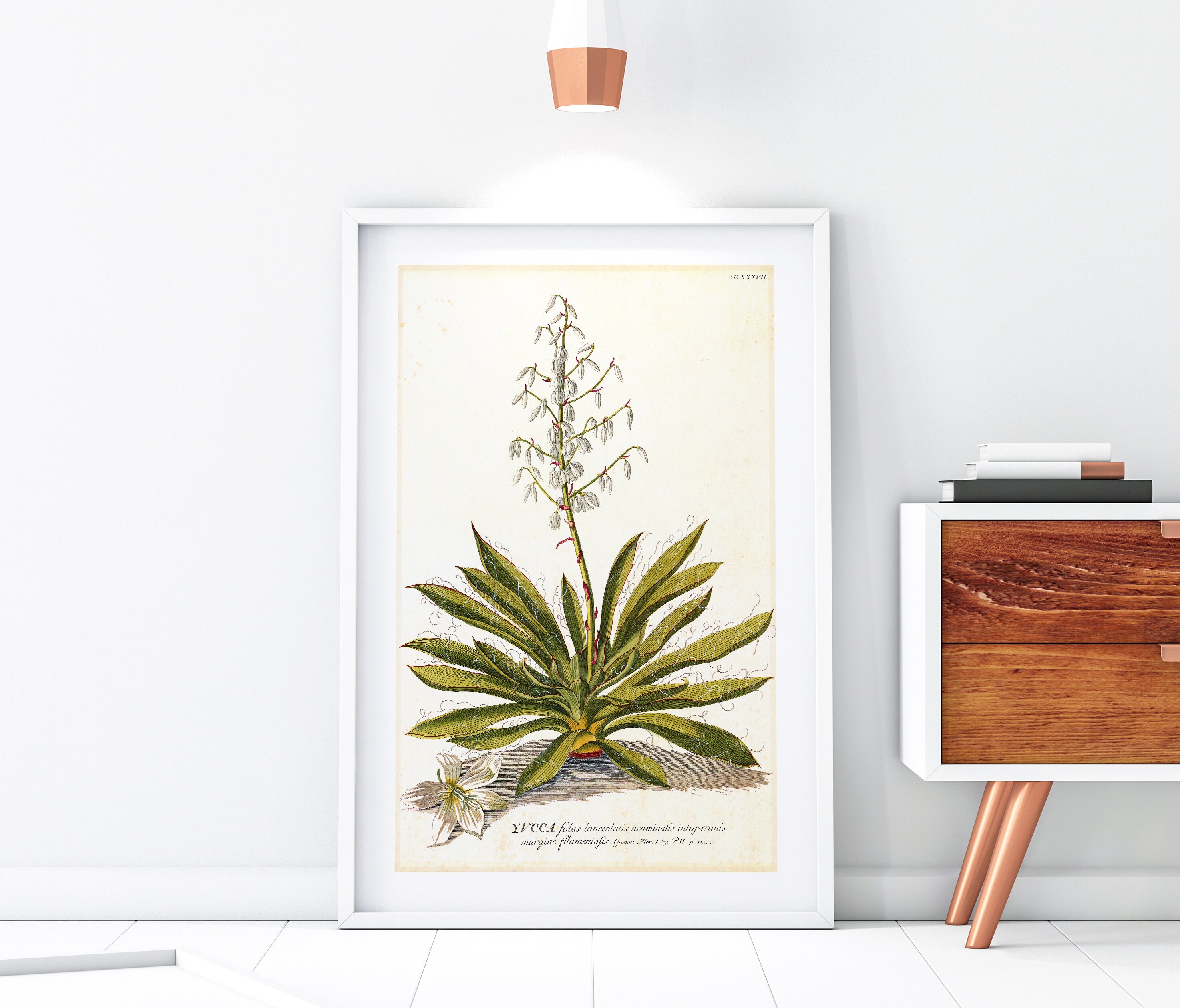 Yucca Printable Wall Art Vintage Botanical Yucca Filamentosa - Etsy