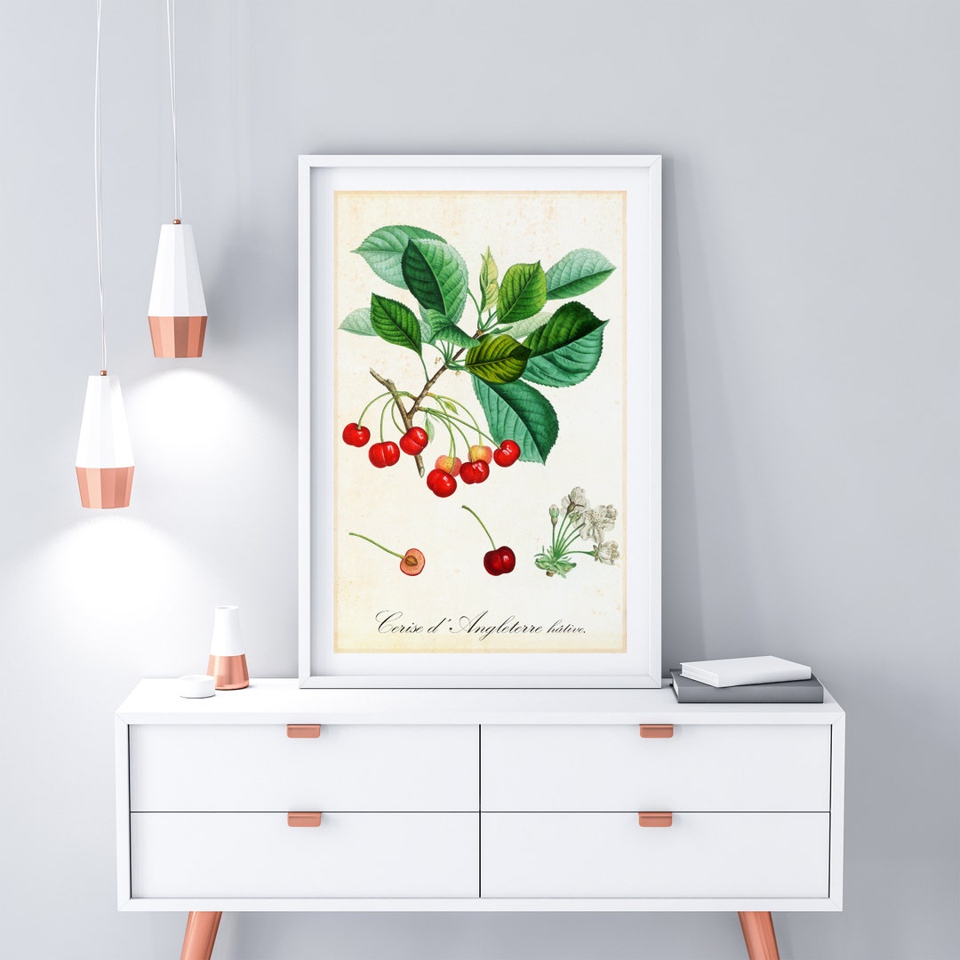 Cherry Botanical Giclée Art Print, Vintage French Illustration, Home ...