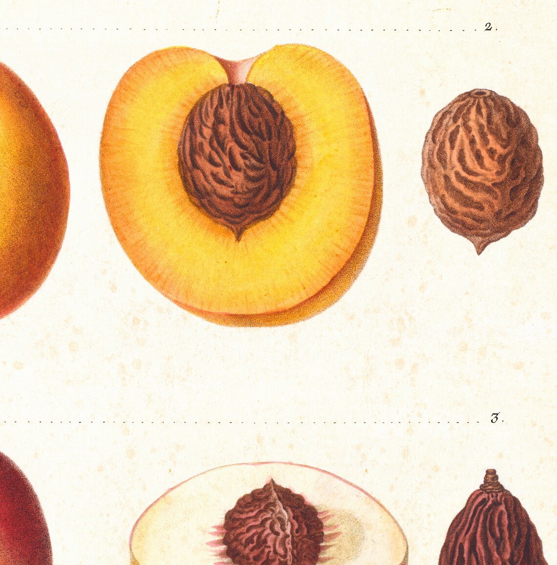 Peach Fruits Giclée Art Print Vintage Botanical Peach Chart - Etsy