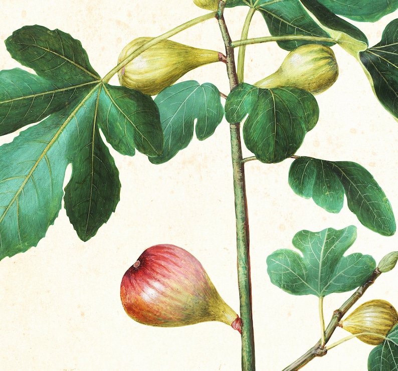 Fig Fruit Giclee Art Print, Vintage Botanical Fig Tree Illustration ...