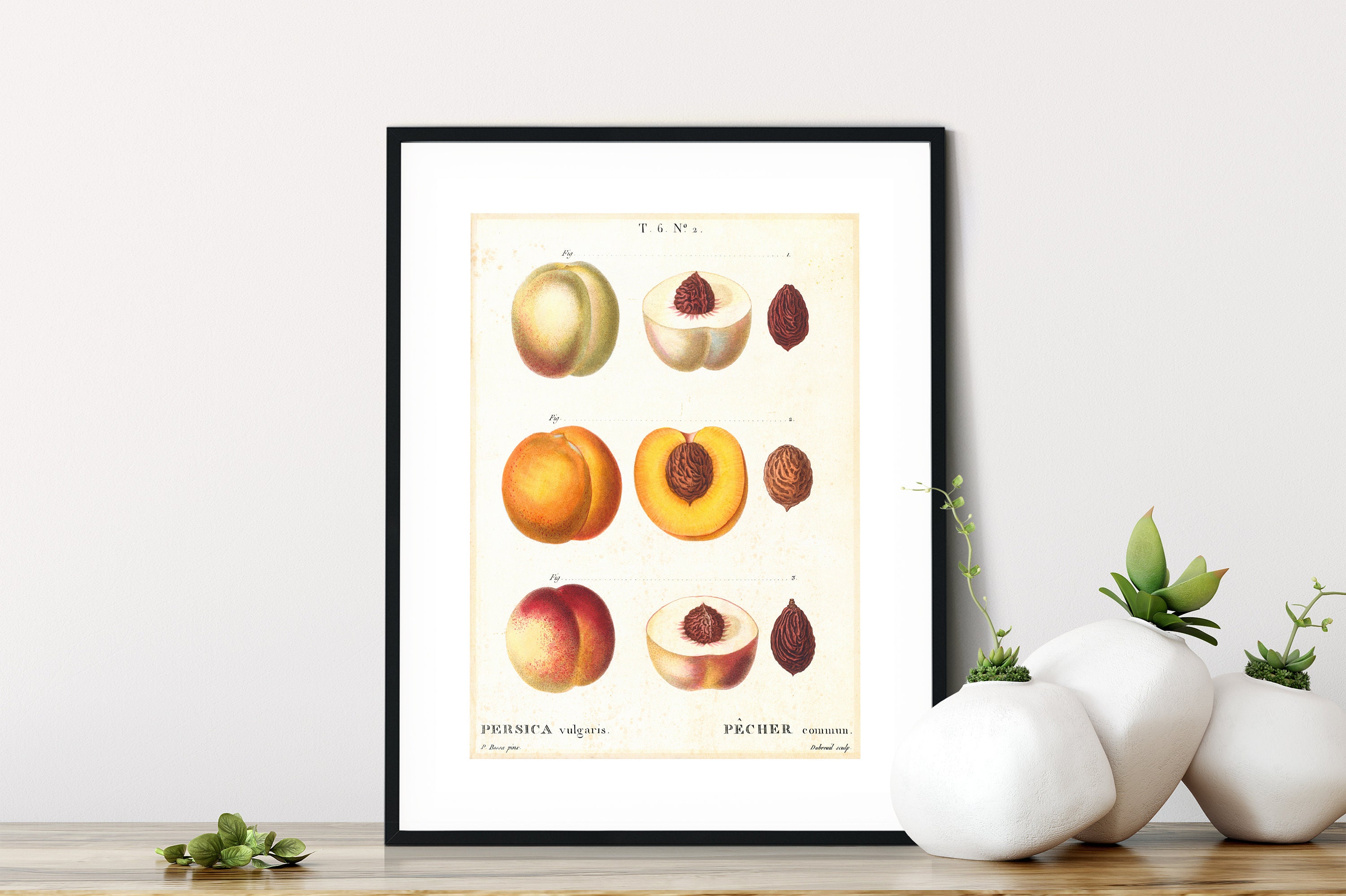 Peach Fruits Giclée Art Print Vintage Botanical Peach Chart - Etsy