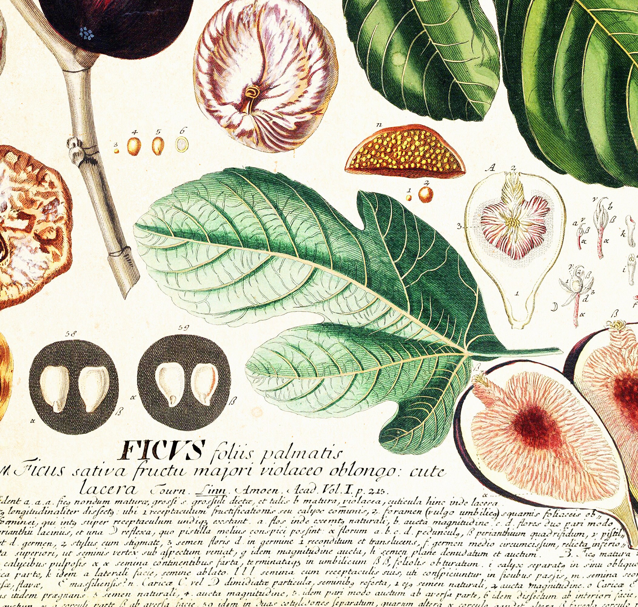 Fig Giclee Art Print, Vintage Botanical Fig Fruit Tree Illustration ...