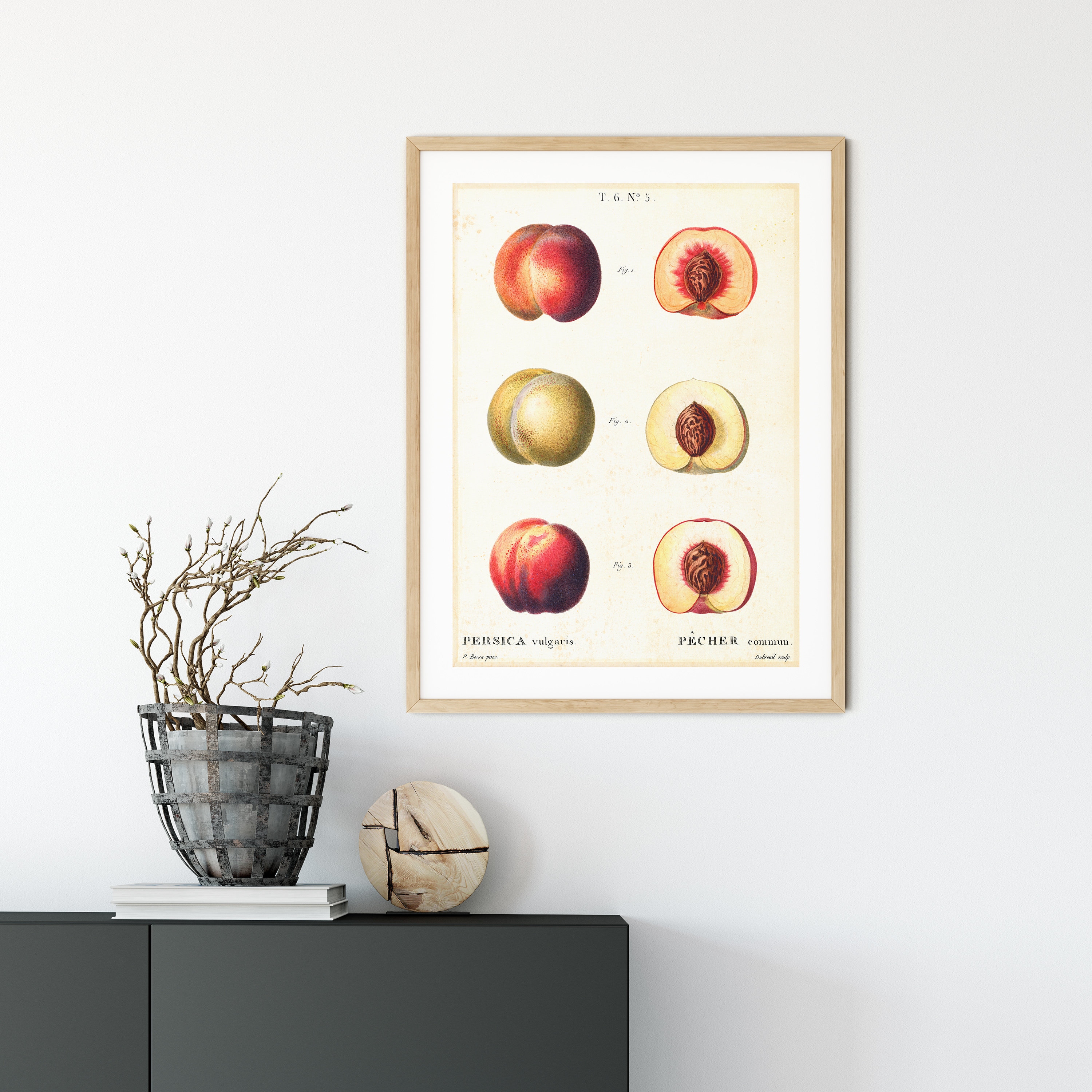Peach Fruits Giclée Art Print Vintage Botanical Peach Chart | Etsy