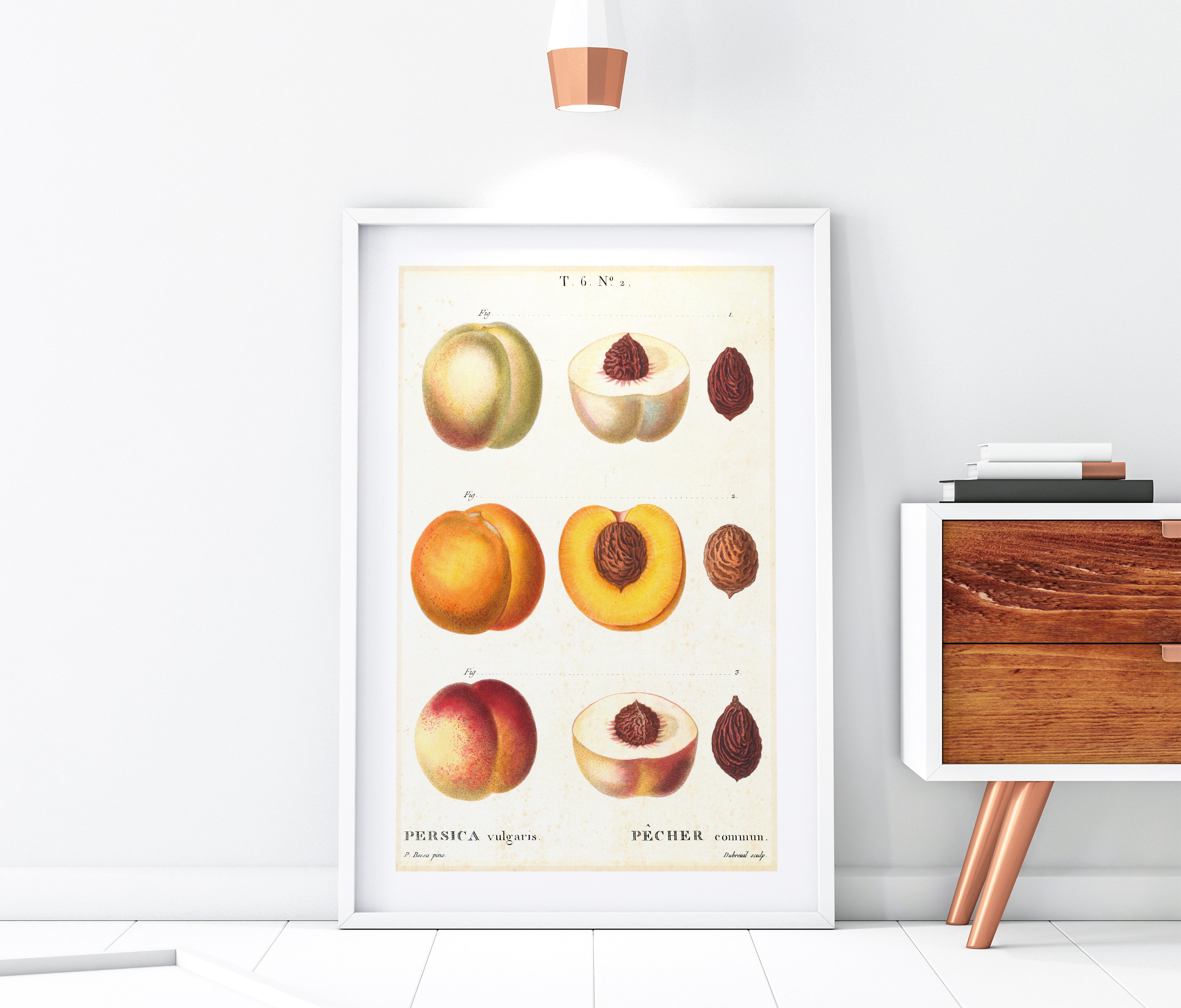Peach Fruits Giclée Art Print, Vintage Botanical Peach Chart ...
