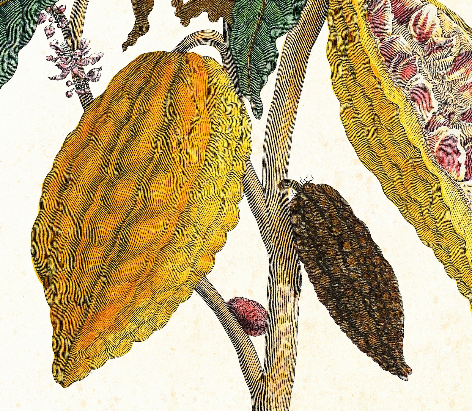 Cacao Giclee Art Print, Vintage Botanical Cacao Tree Painting by Maria ...