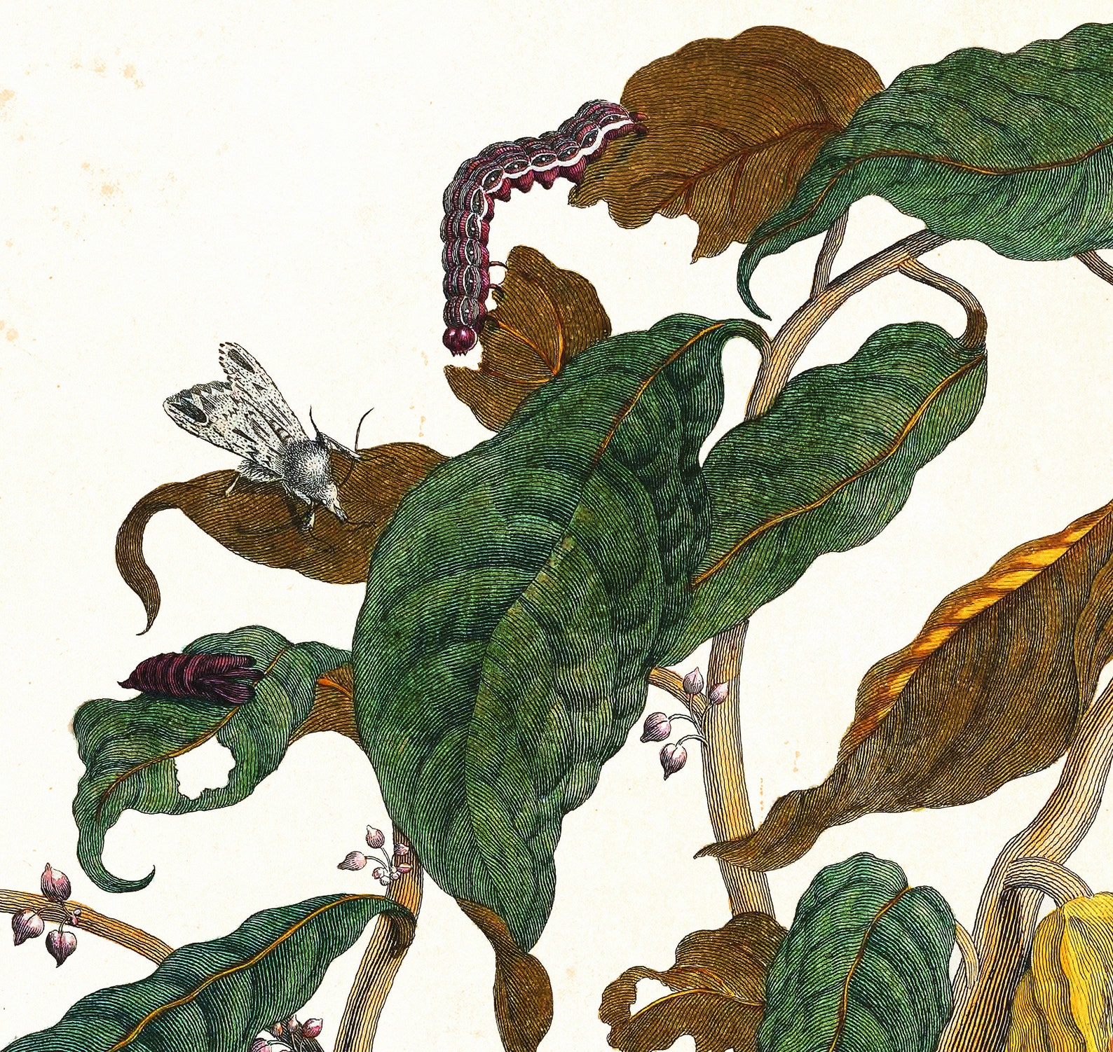 Cacao Giclee Art Print, Vintage Botanical Cacao Tree Painting by Maria ...