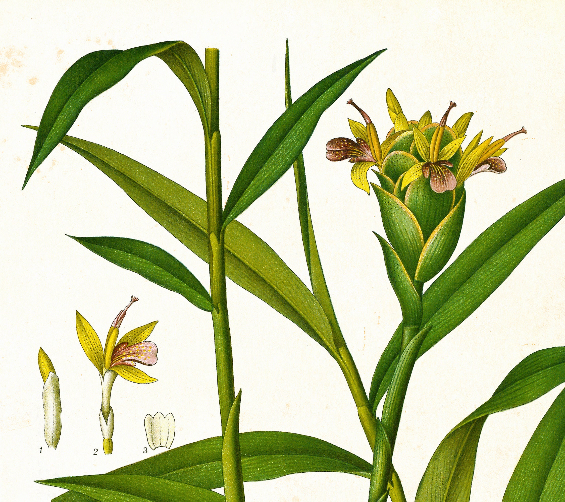 Ginger Printable Wall Art, Antique Botanical Ginger Herb Poster ...