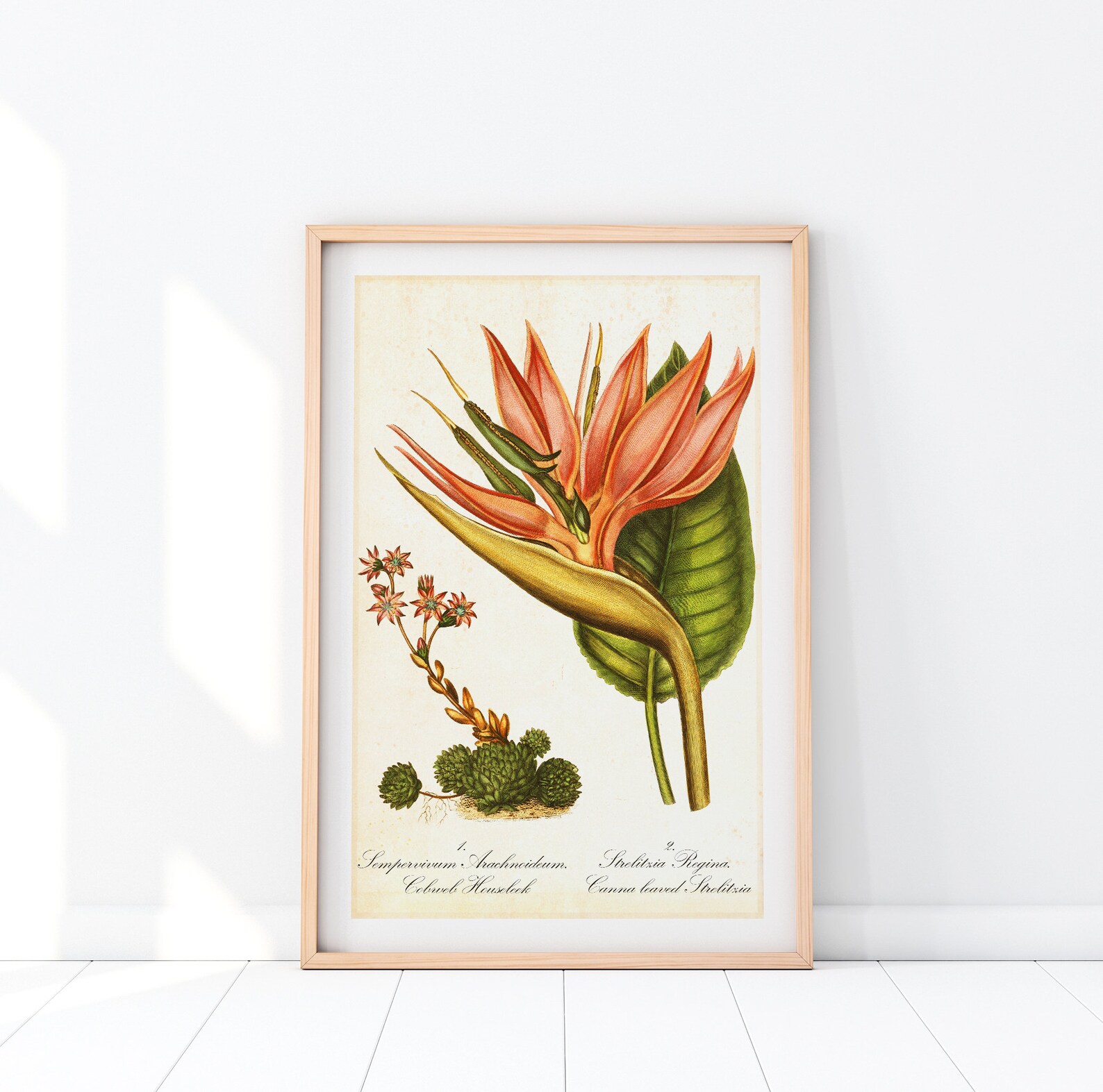 Bird of Paradise Printable Wall Art, Strelitzia & Houseleek Botanical ...