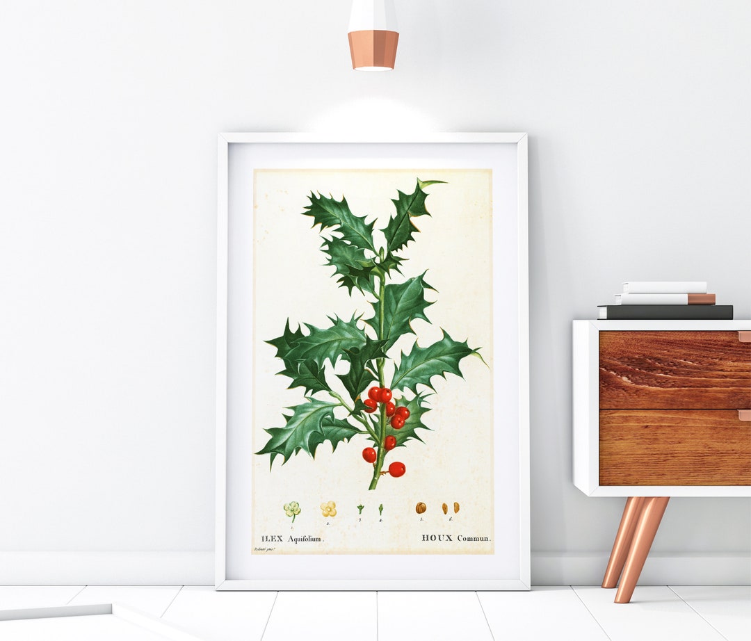 Holly Giclee Art Print, Vintage Botanical Holly Tree Branch ...