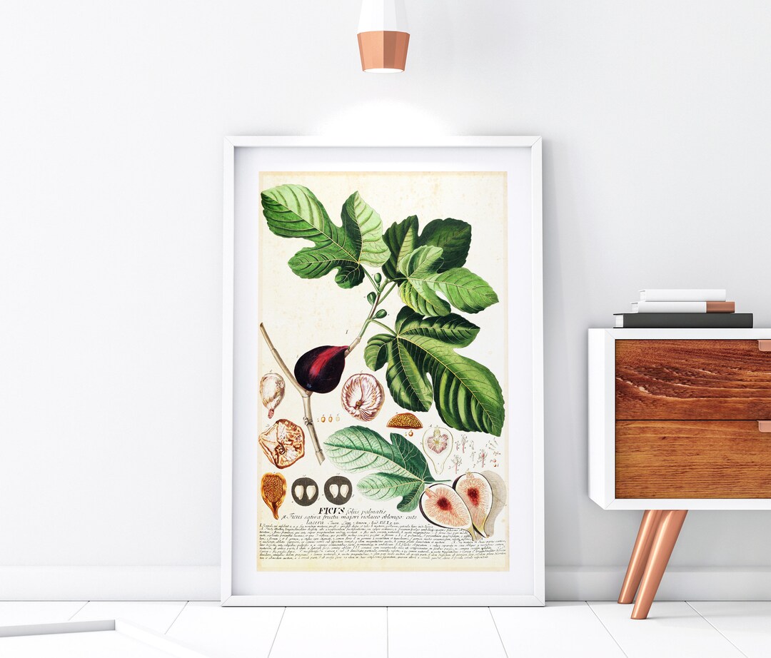 Fig Printable Wall Art, Antique Botanical Ficus Carica Illustration ...