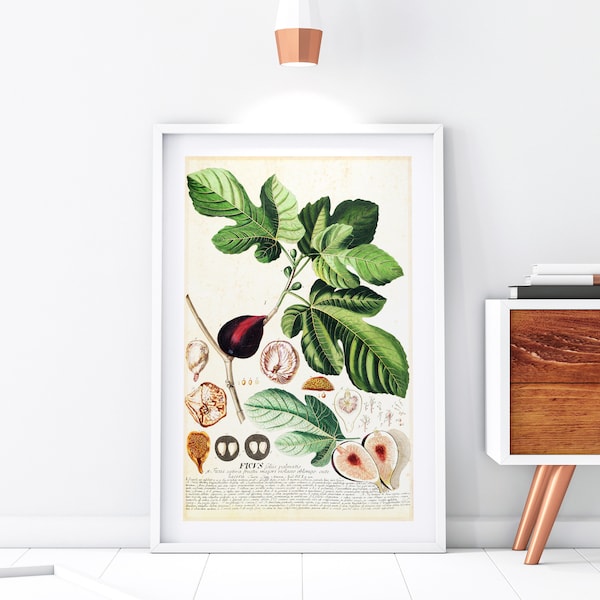 Fig Poster - Etsy
