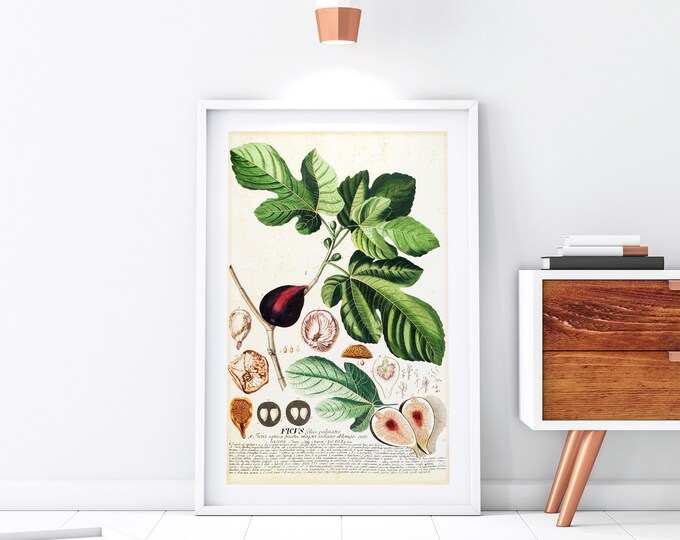 Fig Tree Botanical Drawing Rare Fig Tree Botanical Wall Art - Poster ...