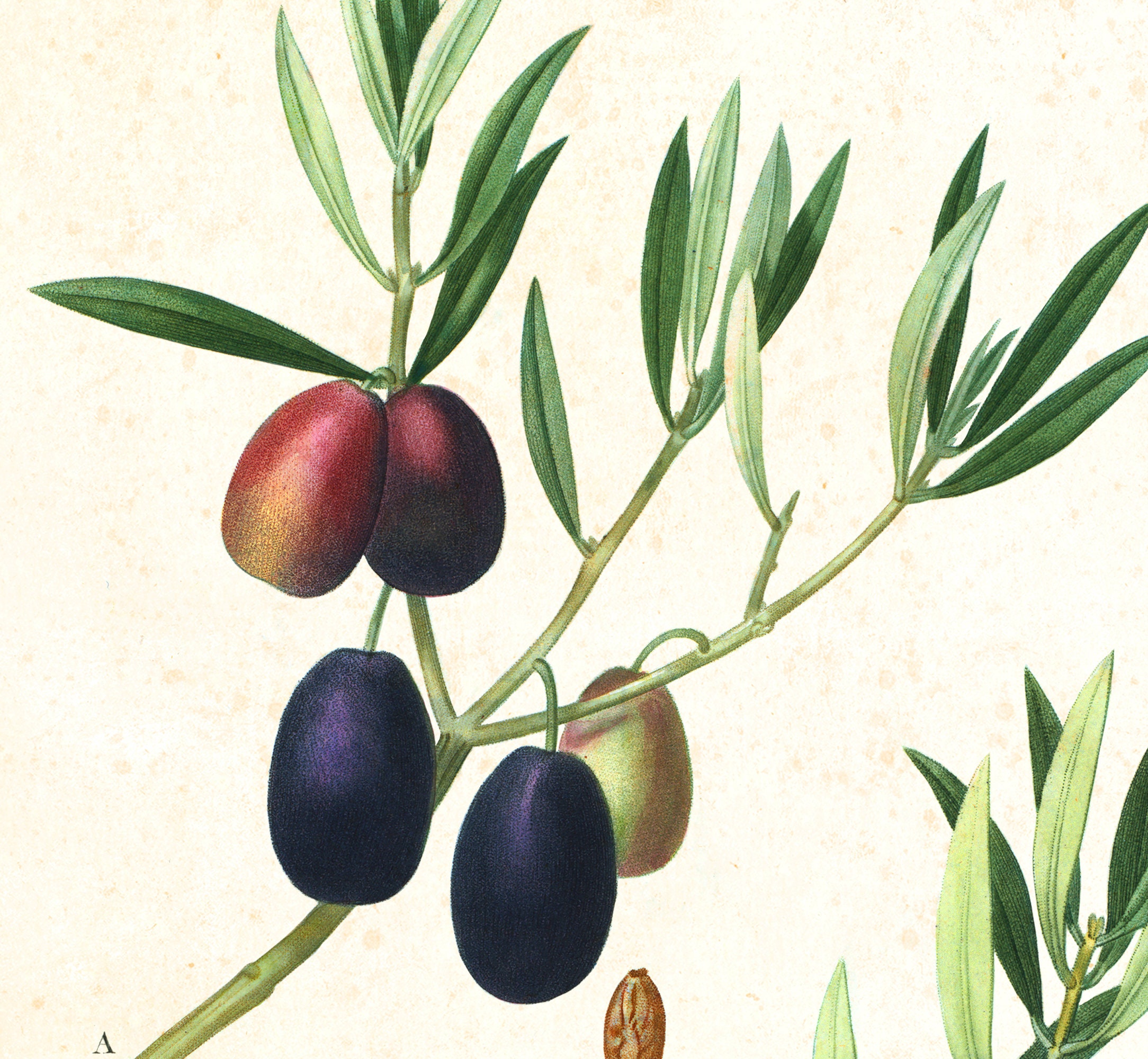 Set of 2 Olive Printable Wall Art, Olive Tree Branch Botanical Print ...