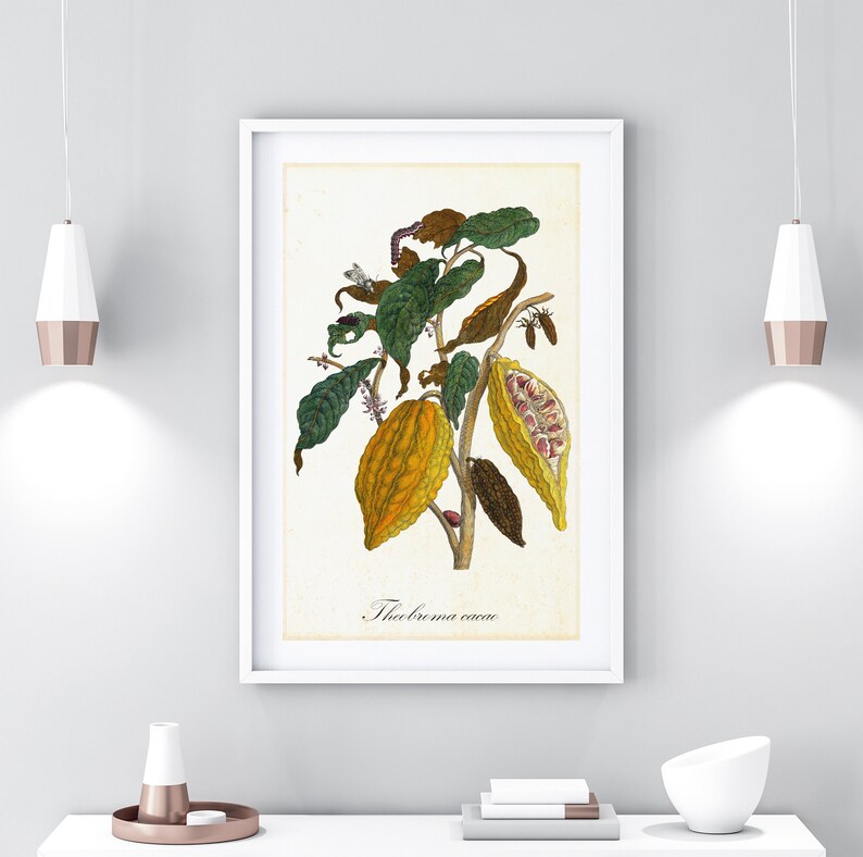 Cacao Giclee Art Print Vintage Botanical Cacao Tree Painting - Etsy