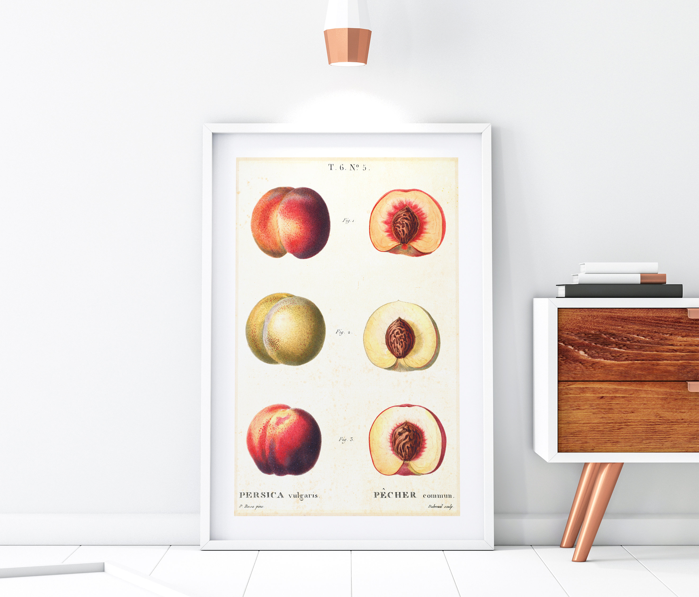 Peach Fruits Giclée Art Print, Vintage Botanical Peach Chart ...