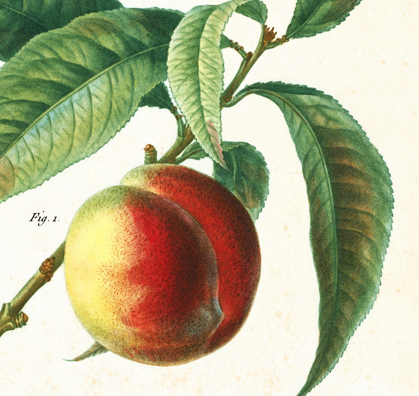 Peach Giclée Art Print Vintage Botanical Peach Tree Branch - Etsy UK