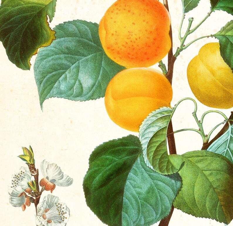 Apricot Giclee Art Print Vintage Botanical Apricot Tree - Etsy