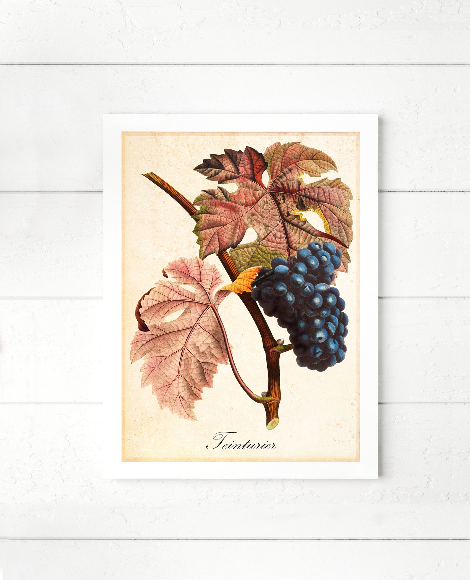 Black Grape Giclee Art Print Vintage Botanical Grapevine - Etsy