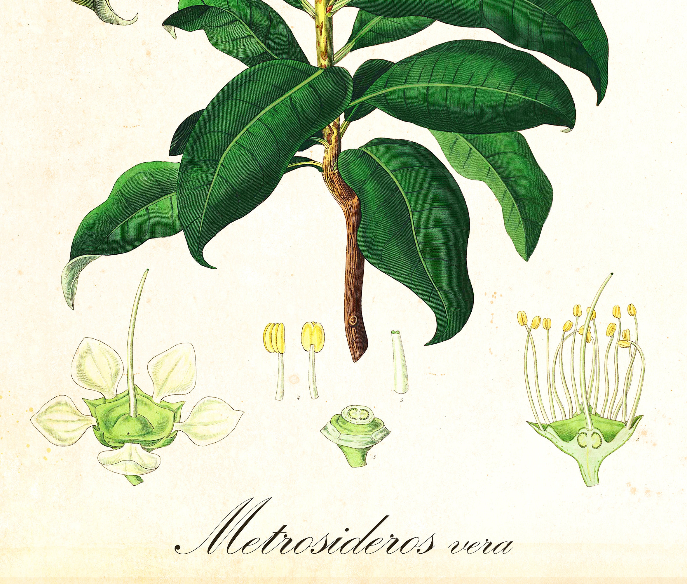 Ohia Tree Branch Printable Wall Art, Vintage Botanical Metrosideros ...