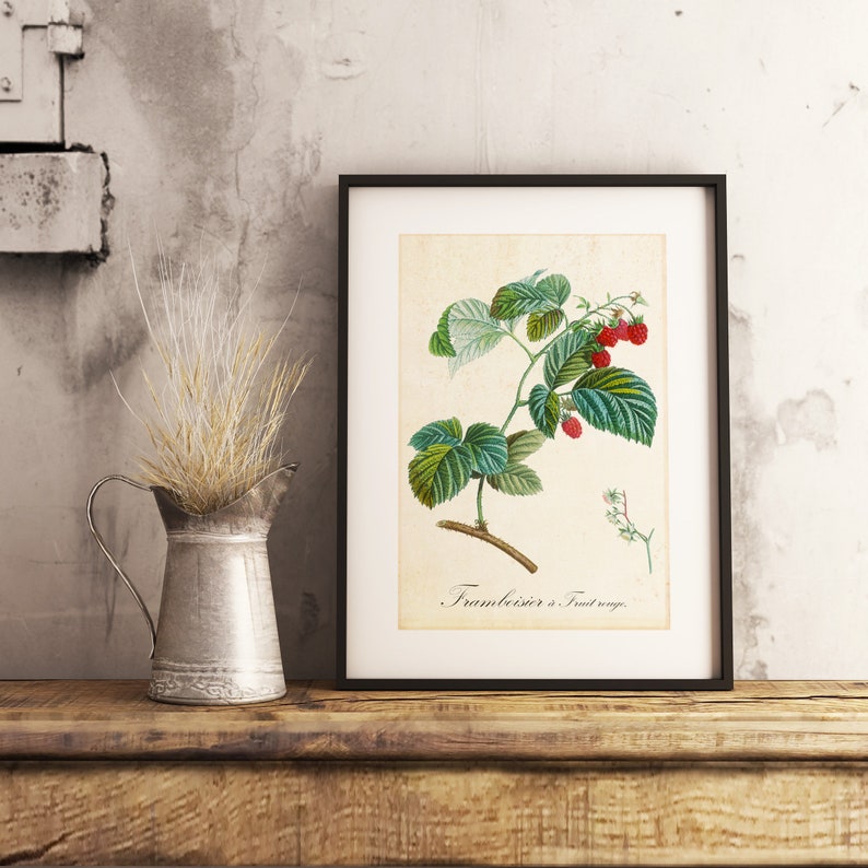 Raspberry Printable Wall Art Vintage Botanical Raspberry | Etsy