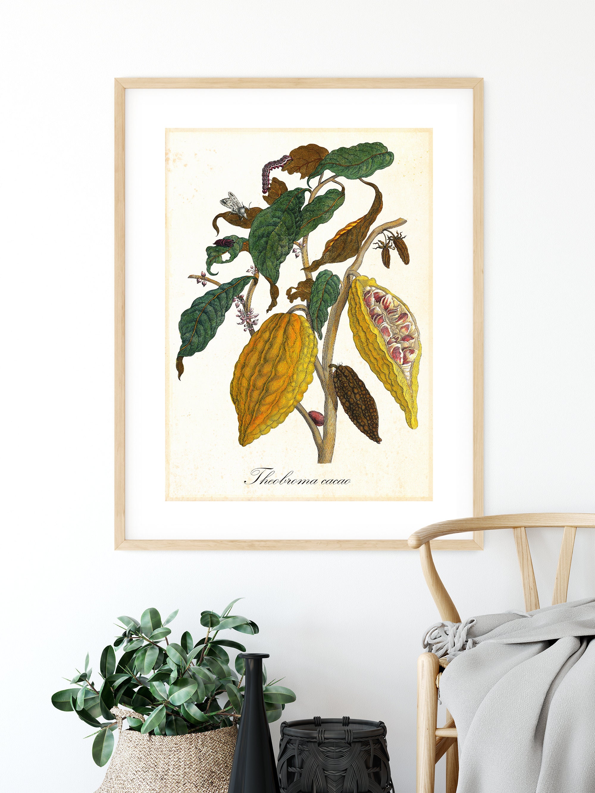 Cacao Giclee Art Print Vintage Botanical Cacao Tree Painting | Etsy