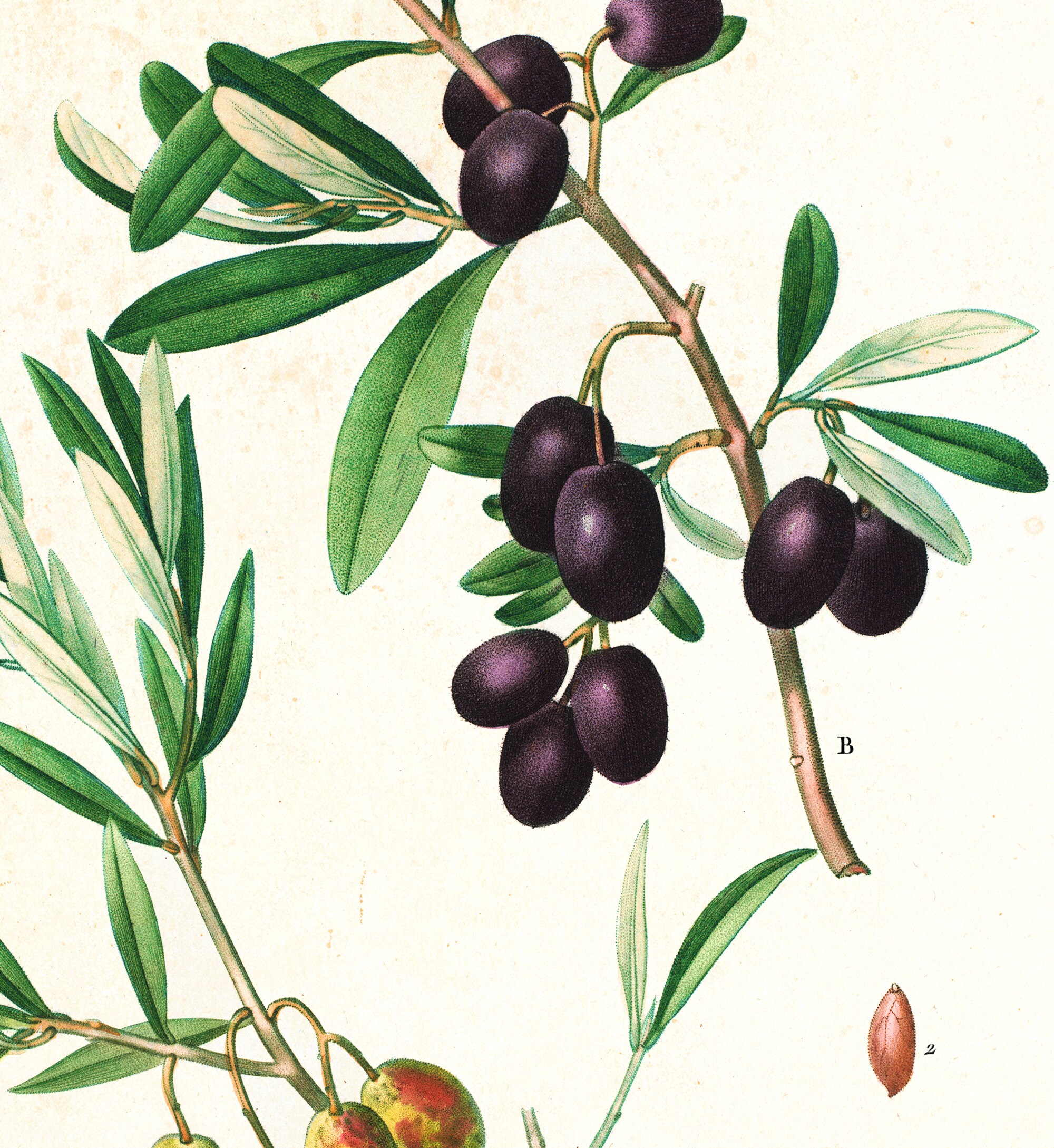 Set of 2 Olive Printable Wall Art Olive Tree Branch Botanical - Etsy