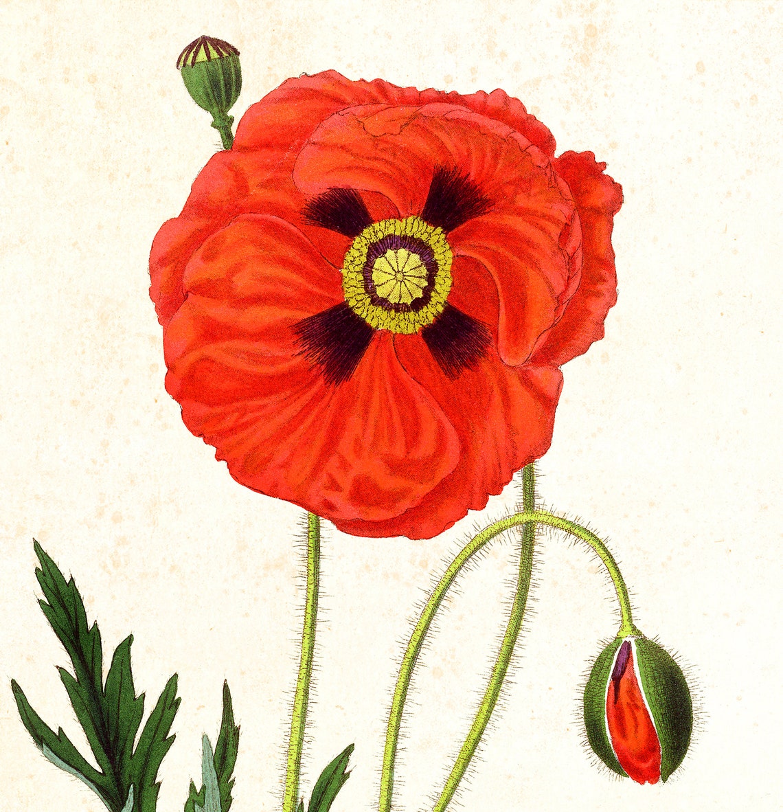 Poppy Giclee Art Print Vintage Botanical Papaver - Etsy