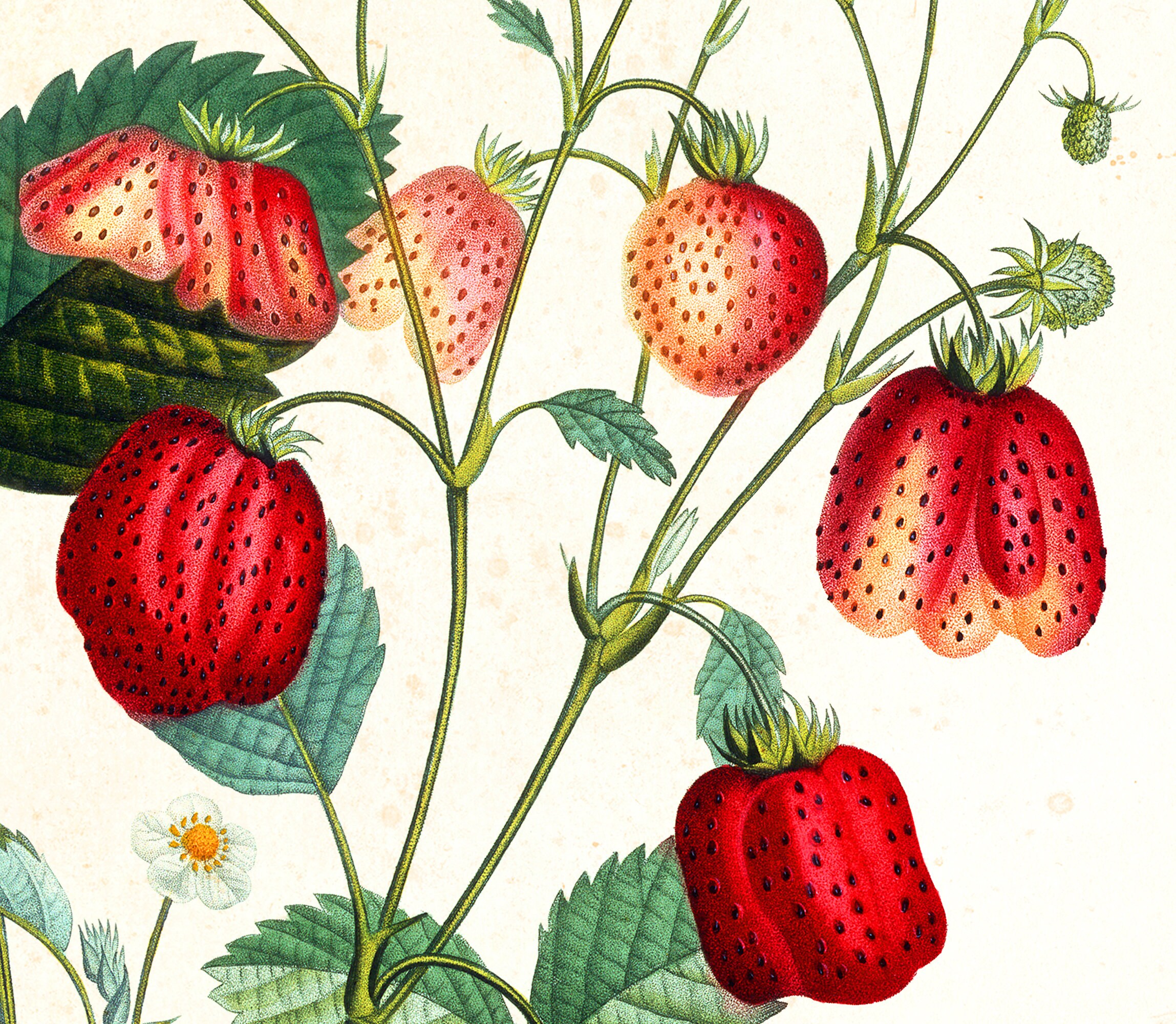 Strawberry Giclee Art Print, Vintage Botanical Strawberry Illustration ...