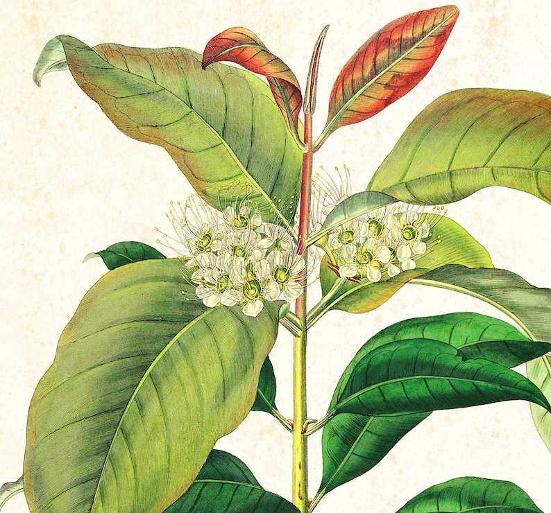 Ohia Tree Branch Printable Wall Art, Vintage Botanical Metrosideros ...