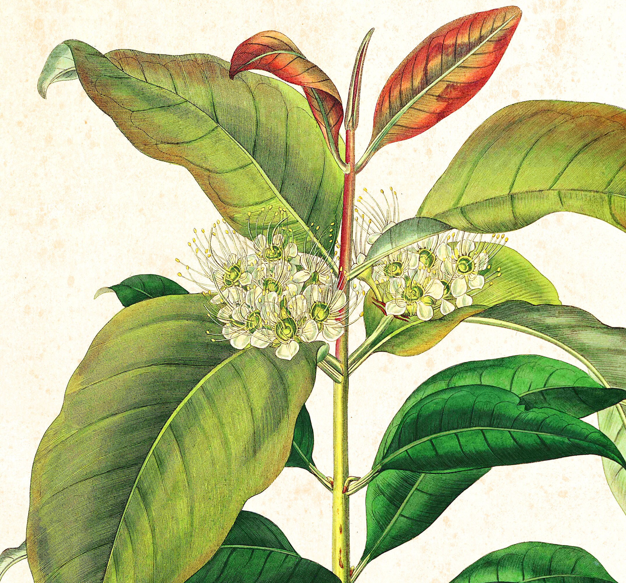 Ohia Tree Branch Printable Wall Art, Vintage Botanical Metrosideros ...