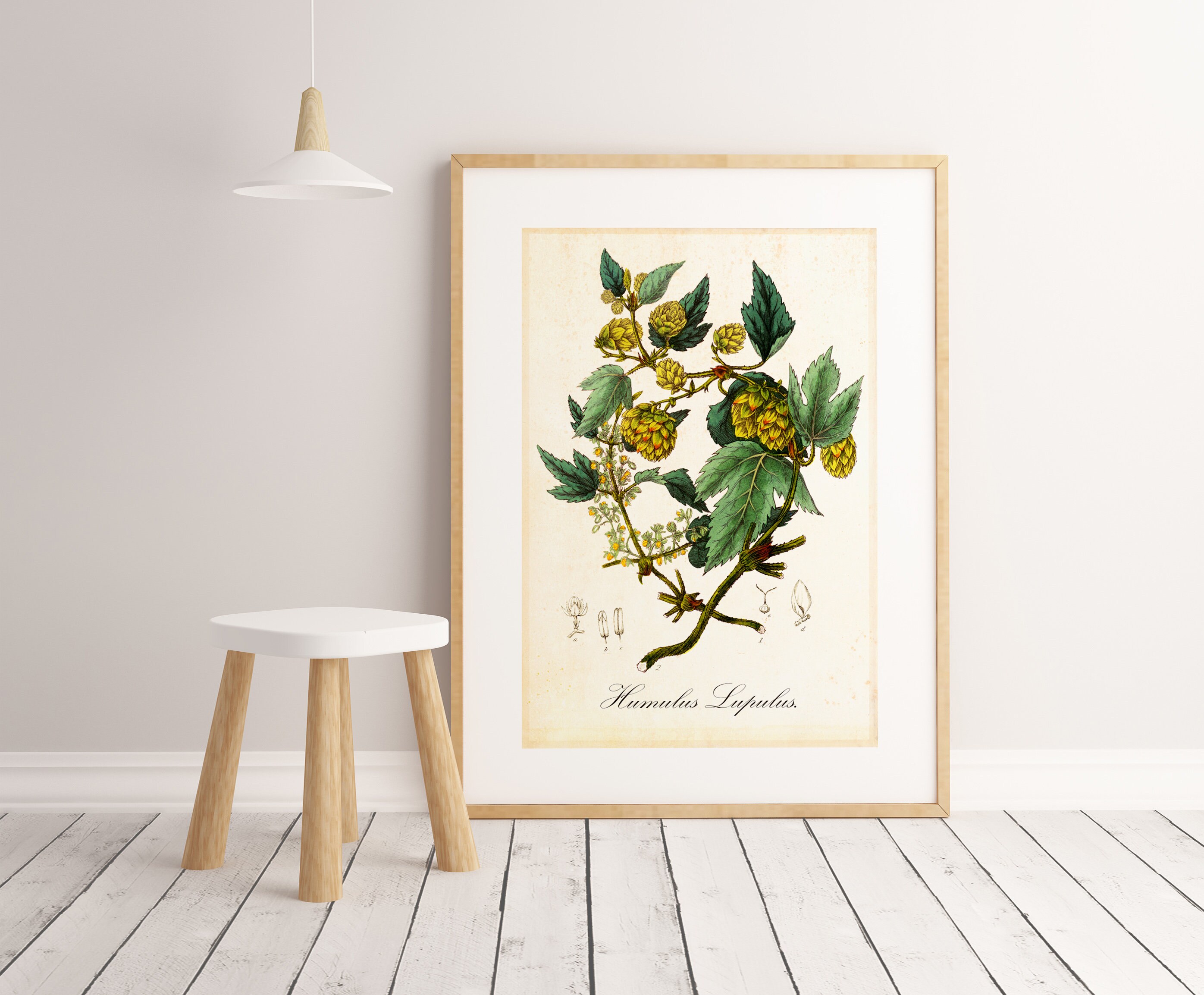 Hop Printable Wall Art Vintage Botanical Humulus Lupulus | Etsy