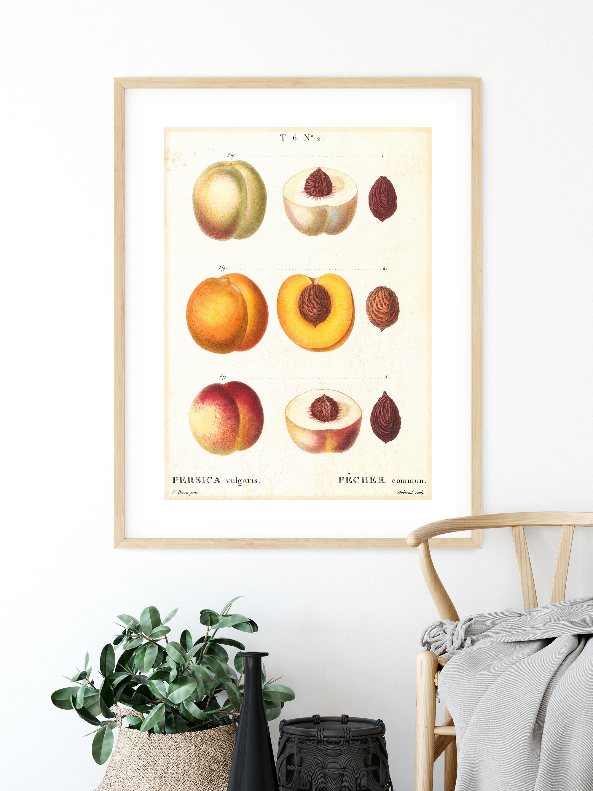Peach Fruits Giclée Art Print Vintage Botanical Peach Chart - Etsy