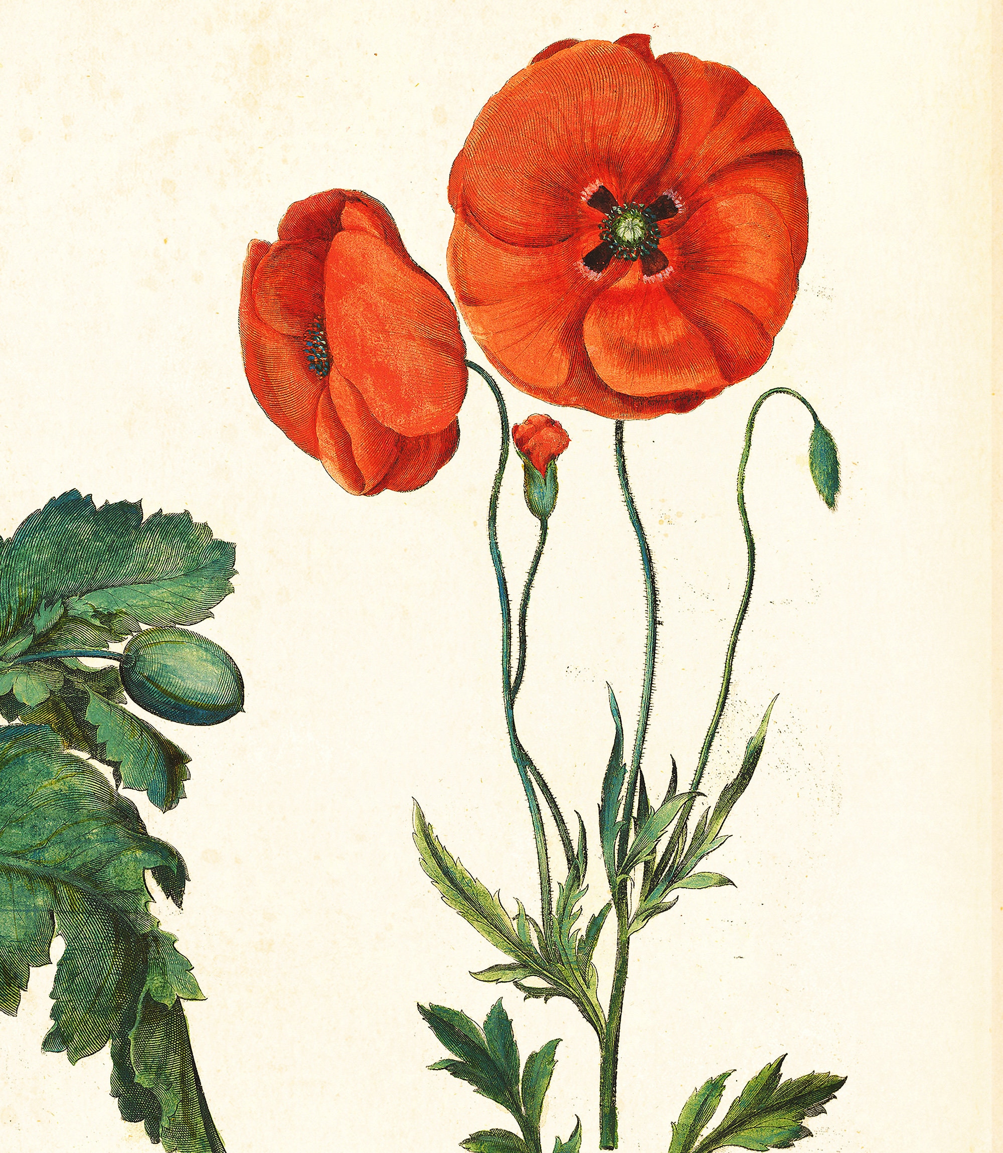 Poppy Printable Wall Art Vintage Botanical Papaver - Etsy