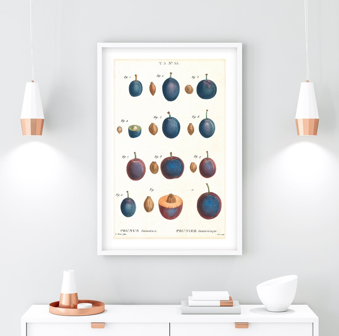 Plum Fruits Printable Wall Art, Vintage Botanical Plum Chart ...