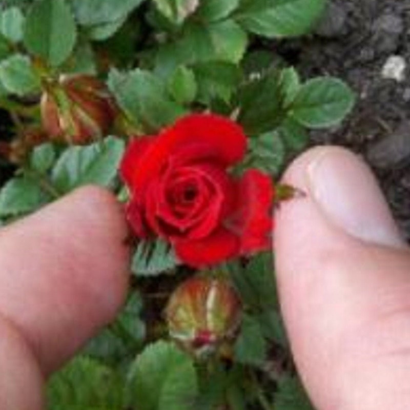 Miniature Red Rose - Etsy