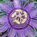 RARE Maypop Passion Flower SEEDS- Edible Fruit ( 3, 6 or 10 Seeds ...