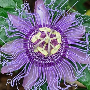 RARE Maypop Passion Flower SEEDS- Edible Fruit ( 3, 6 or 10 Seeds ...