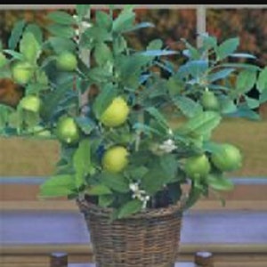 SEEDS- RARE LIME Fruit 5 Seeds (no Plant ) -grow in or Out- Combined ...
