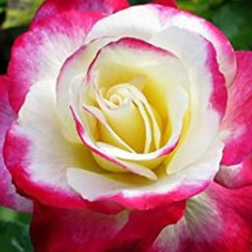 RARE Multi-color ROSE Flower Bush Plant 310 20 or 30 - Etsy