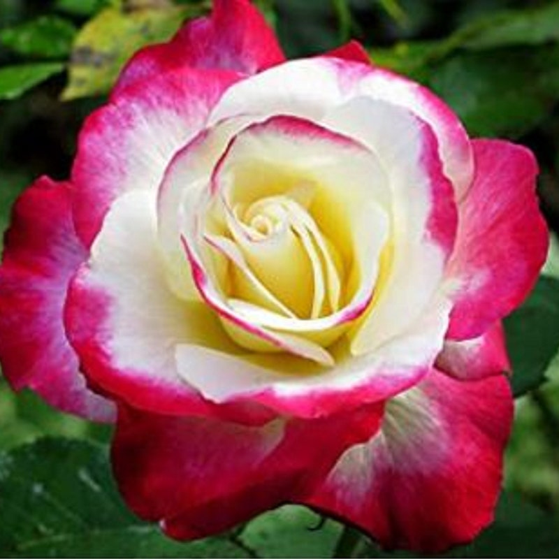 Rose Plants for Sale - Etsy