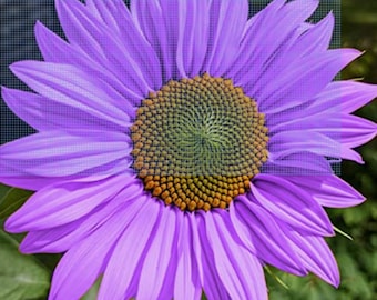 10 Sunfill Purple Sunflower Seeds. Ships Free - Etsy