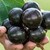 Rare Dwarf BING CHERRY Fruit Tree ,2,6 Or10 Seeds-great for Growing ...