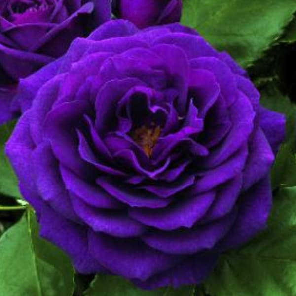 Purple Rose Bush Seeds - Etsy